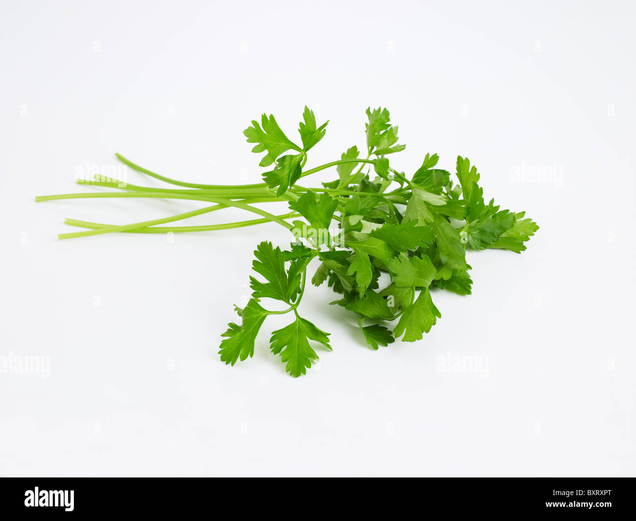 Feuilles de persil Banque de photographies et d’images à haute ...