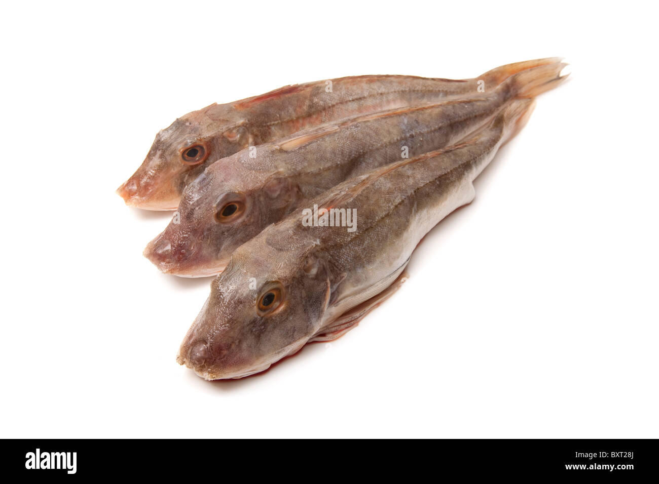 Grey gurnard fish eutrigla gurnardus Banque de photographies et d ...