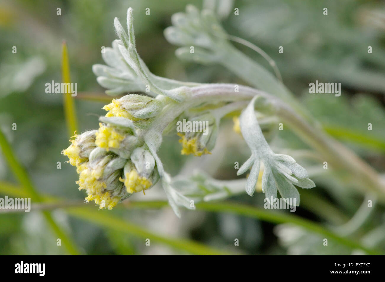 Genepi croissant dans les Alpes Suisses Photo Stock - Alamy