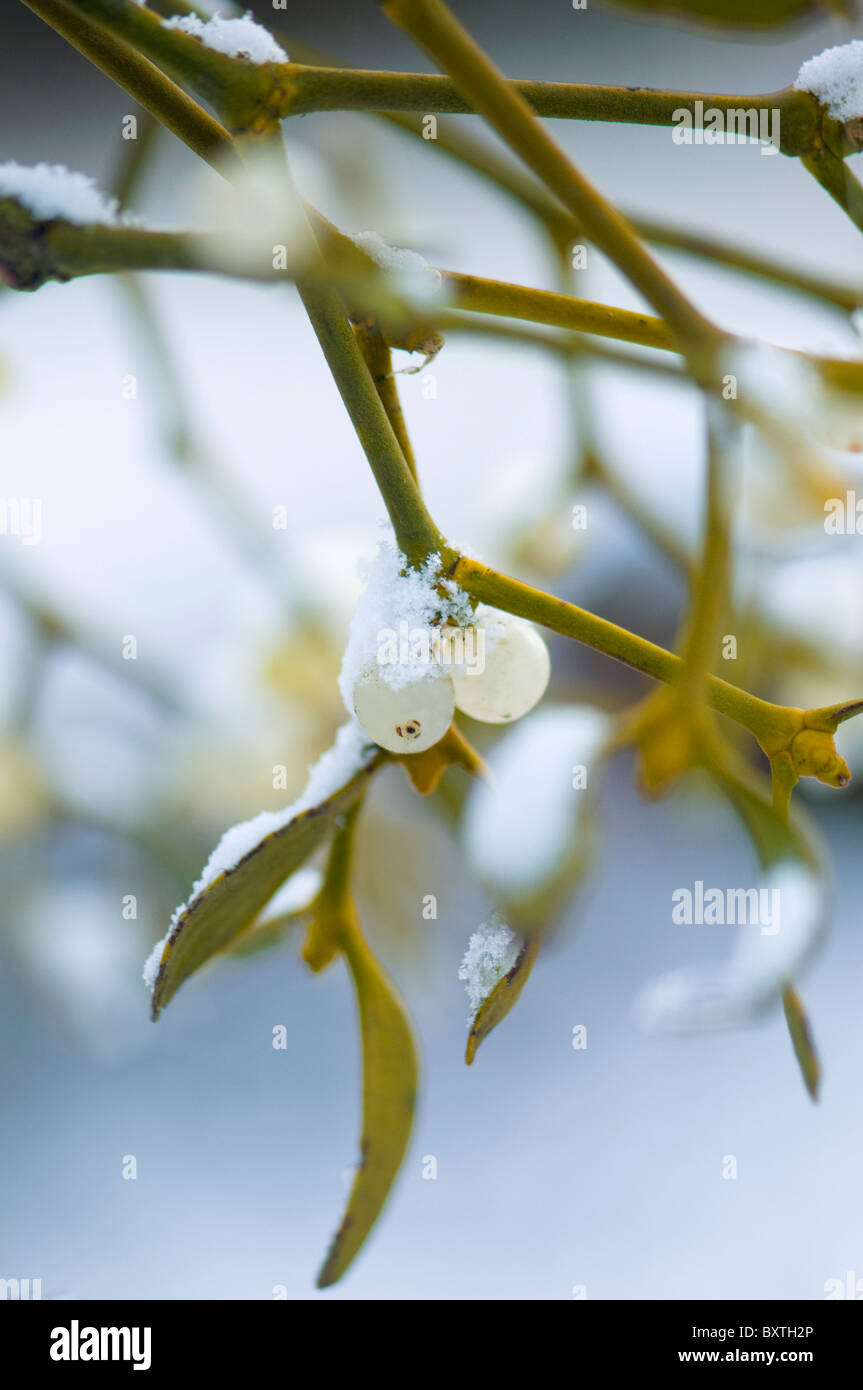 Arbuste parasite Banque de photographies et d’images à haute résolution ...