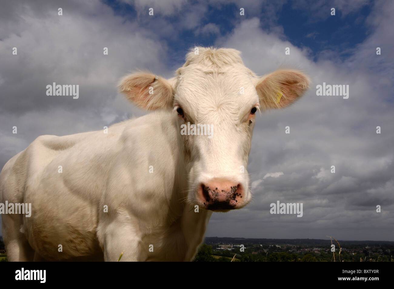 White cow Banque de photographies et d’images à haute résolution - Alamy