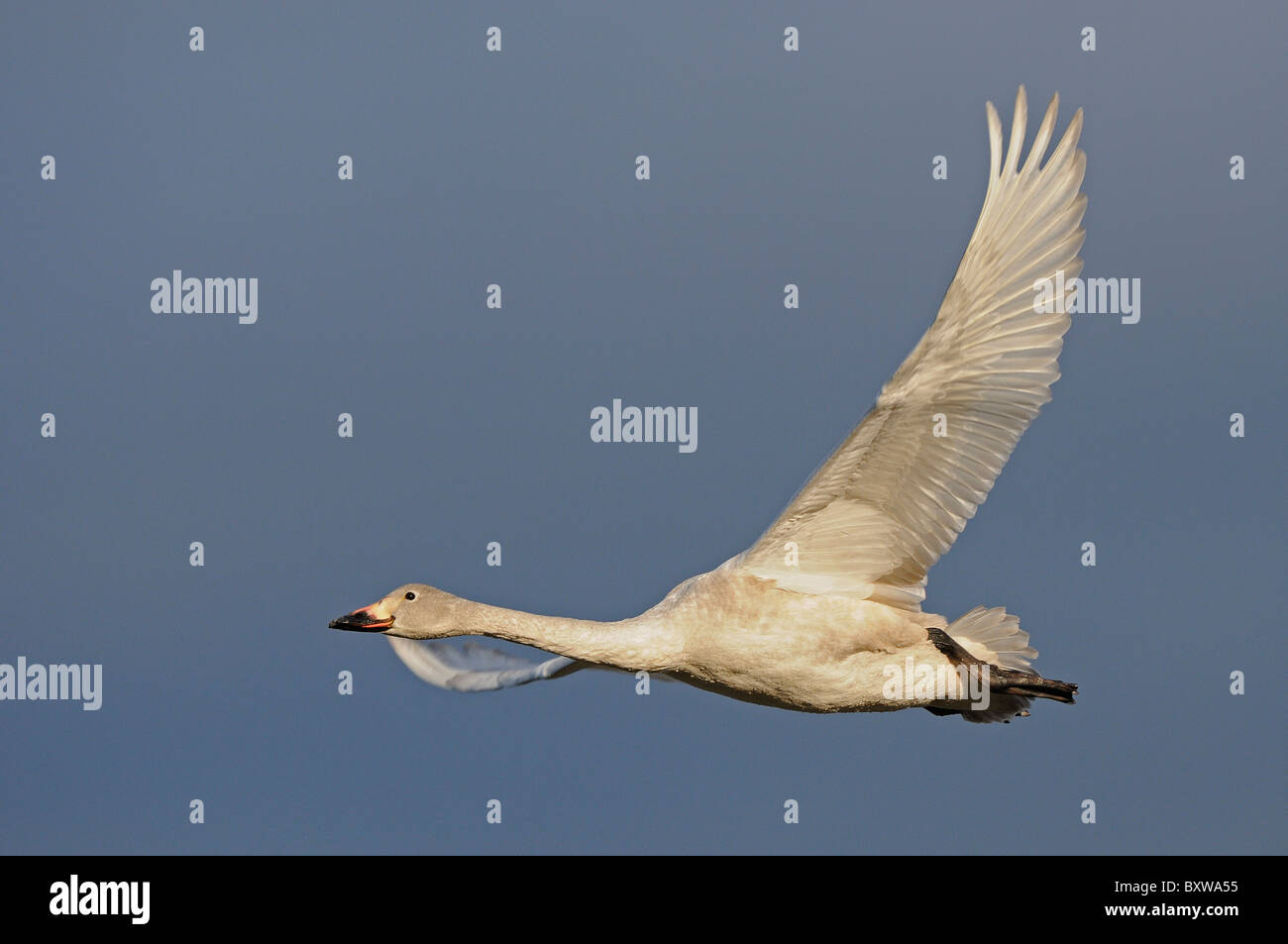 Cygnus columbianus volant Banque de photographies et d’images à haute ...