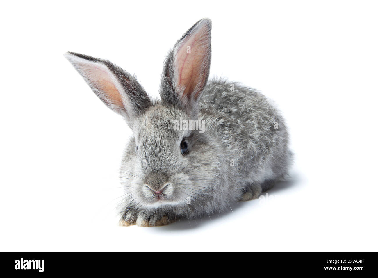 Bébé lapin fond blanc Banque de photographies et d’images à haute résolution - Alamy