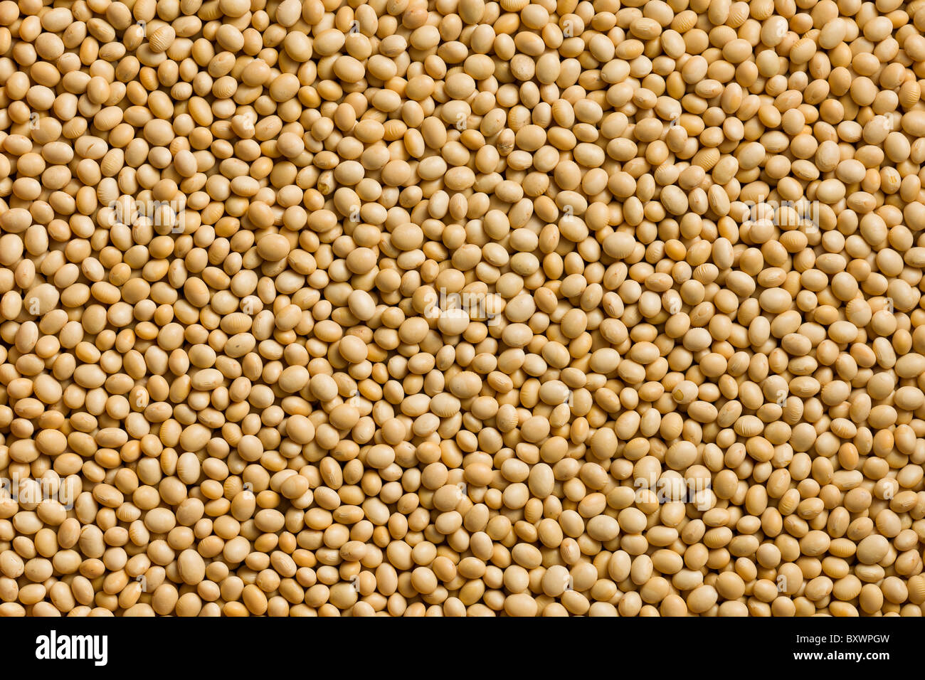 Soya beans background Banque de photographies et d’images à haute ...