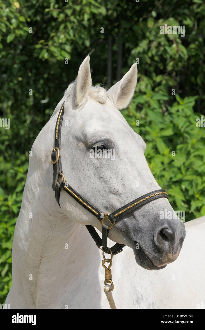 Lusitano horse head Banque de photographies et d’images à haute ...