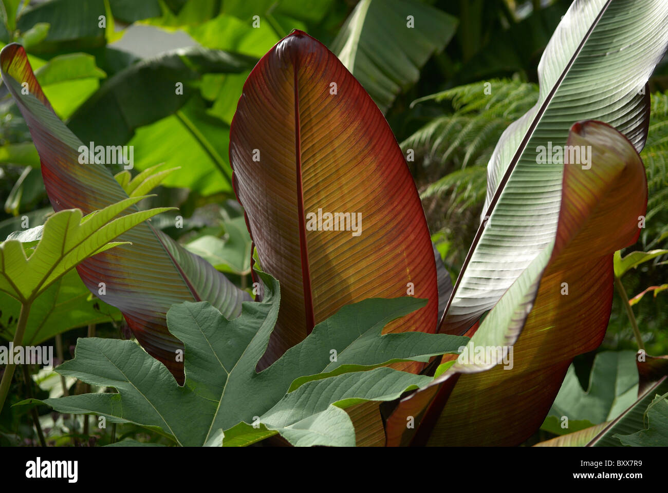 Ensete ventricosum Banque de photographies et d’images à haute ...