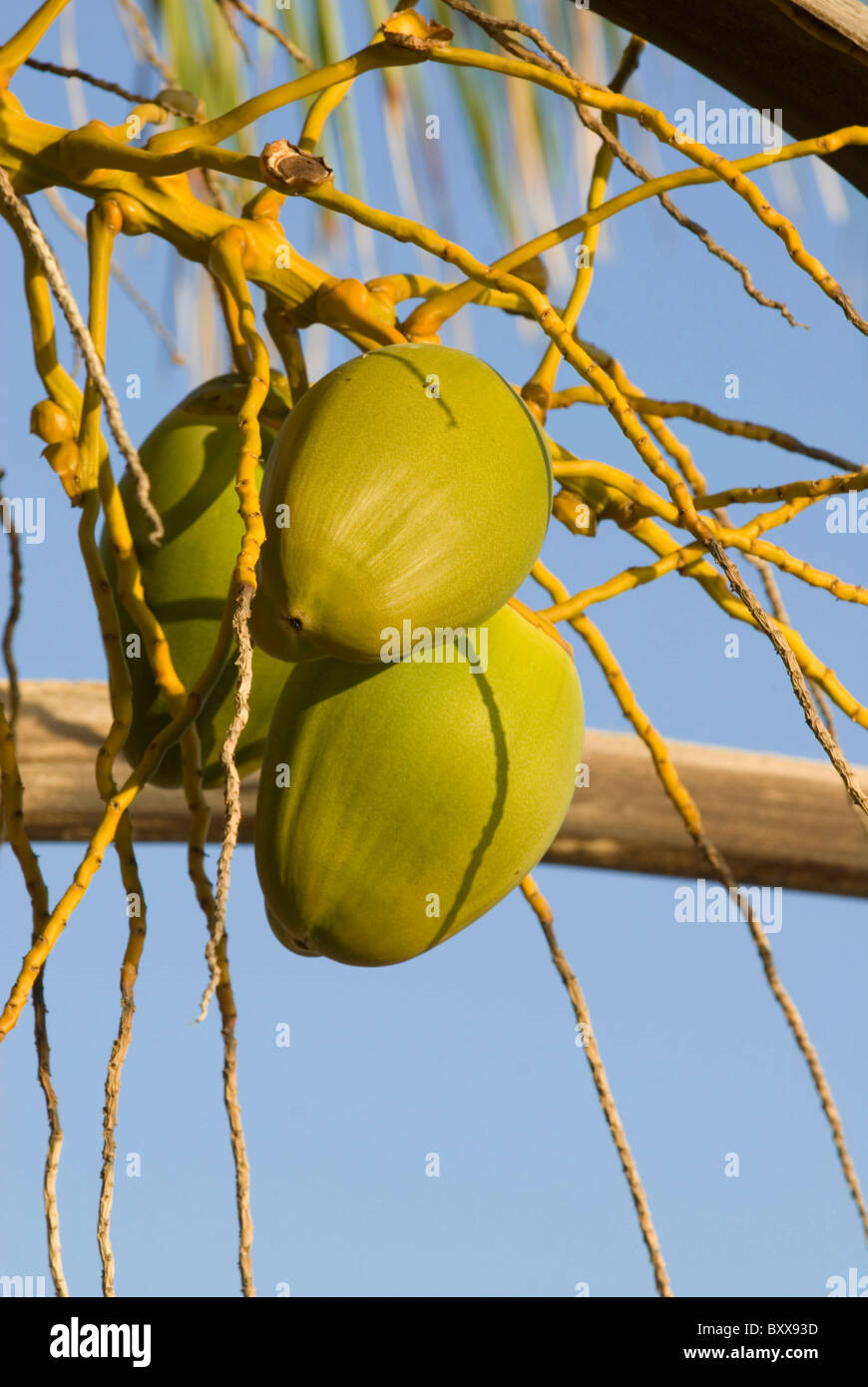 La noix de coco, Plage de Las Terrenas, République dominicaine, Samana ...