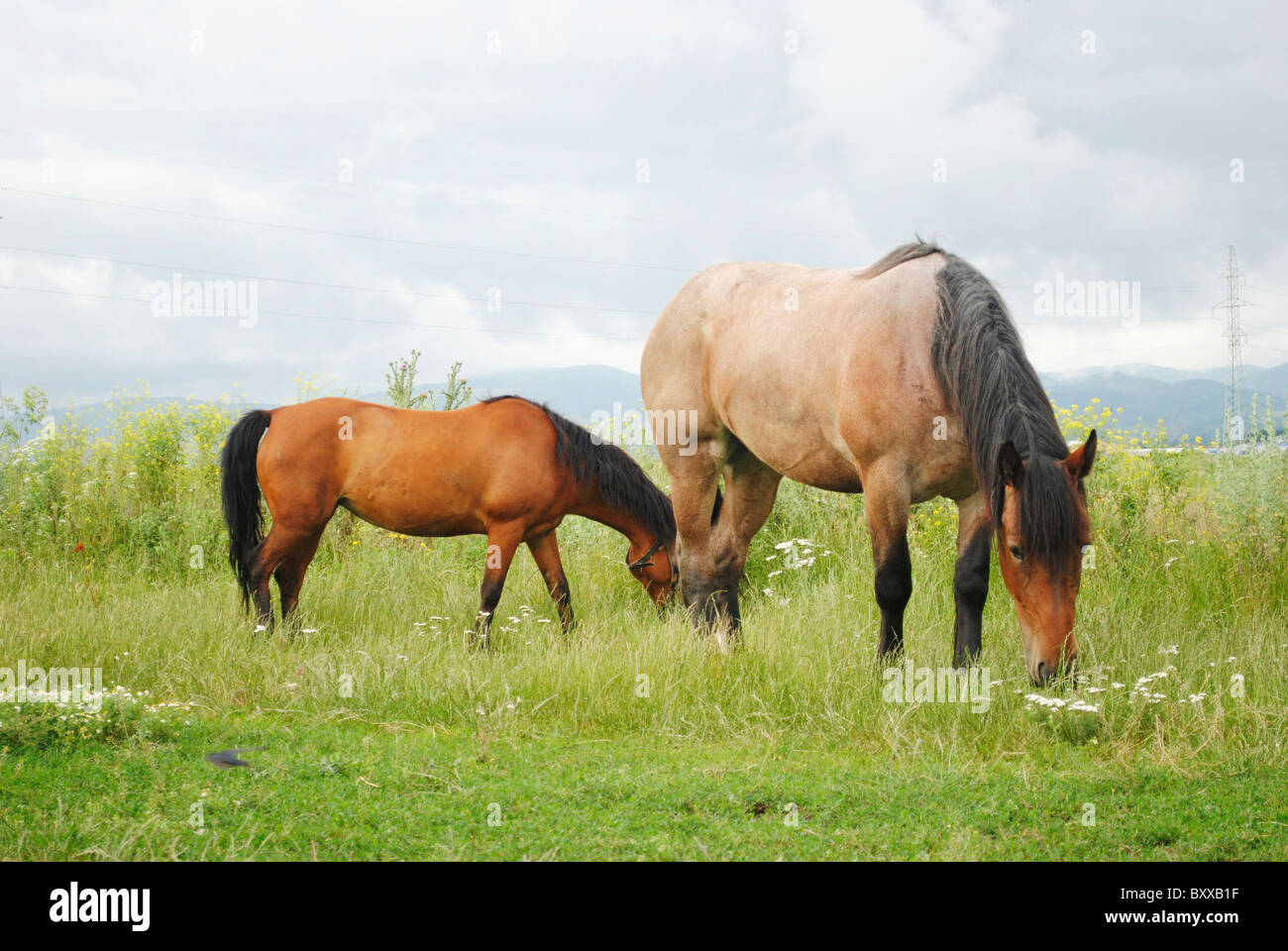 Chevaux dans le collier Banque de photographies et d’images à haute ...