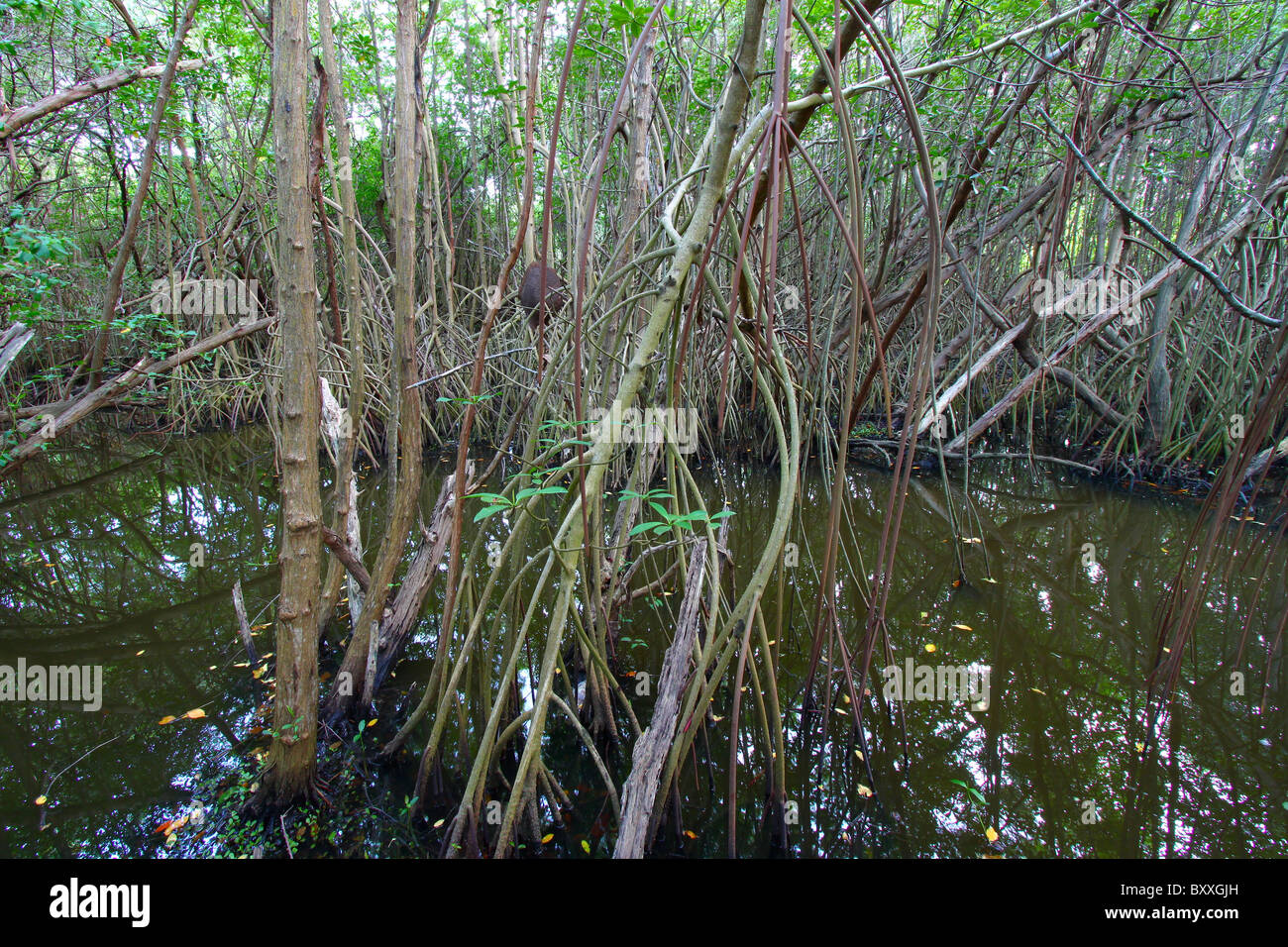 Mangroves puerto rico Banque de photographies et d’images à haute ...