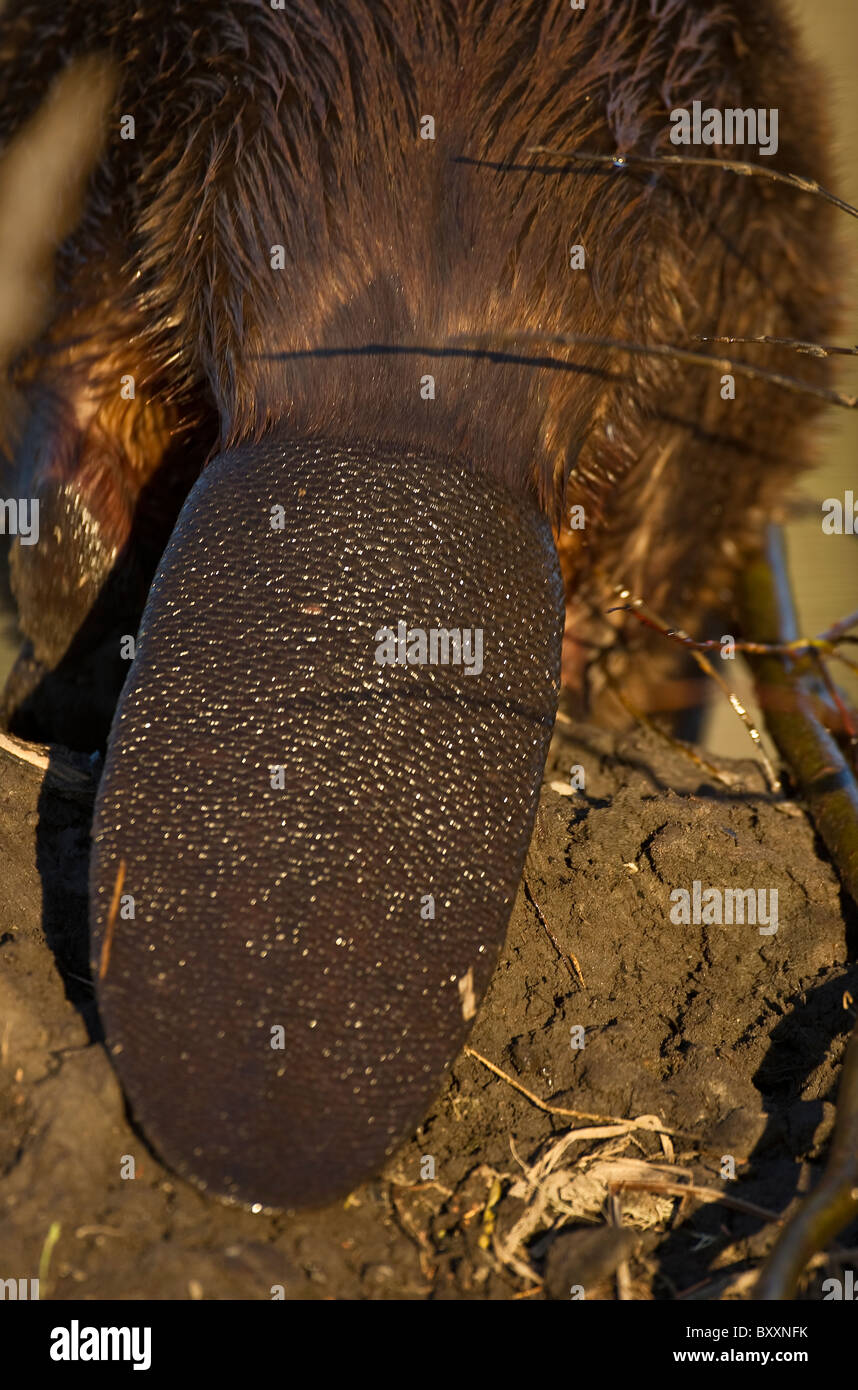 Queue de castor Banque de photographies et d’images à haute résolution ...
