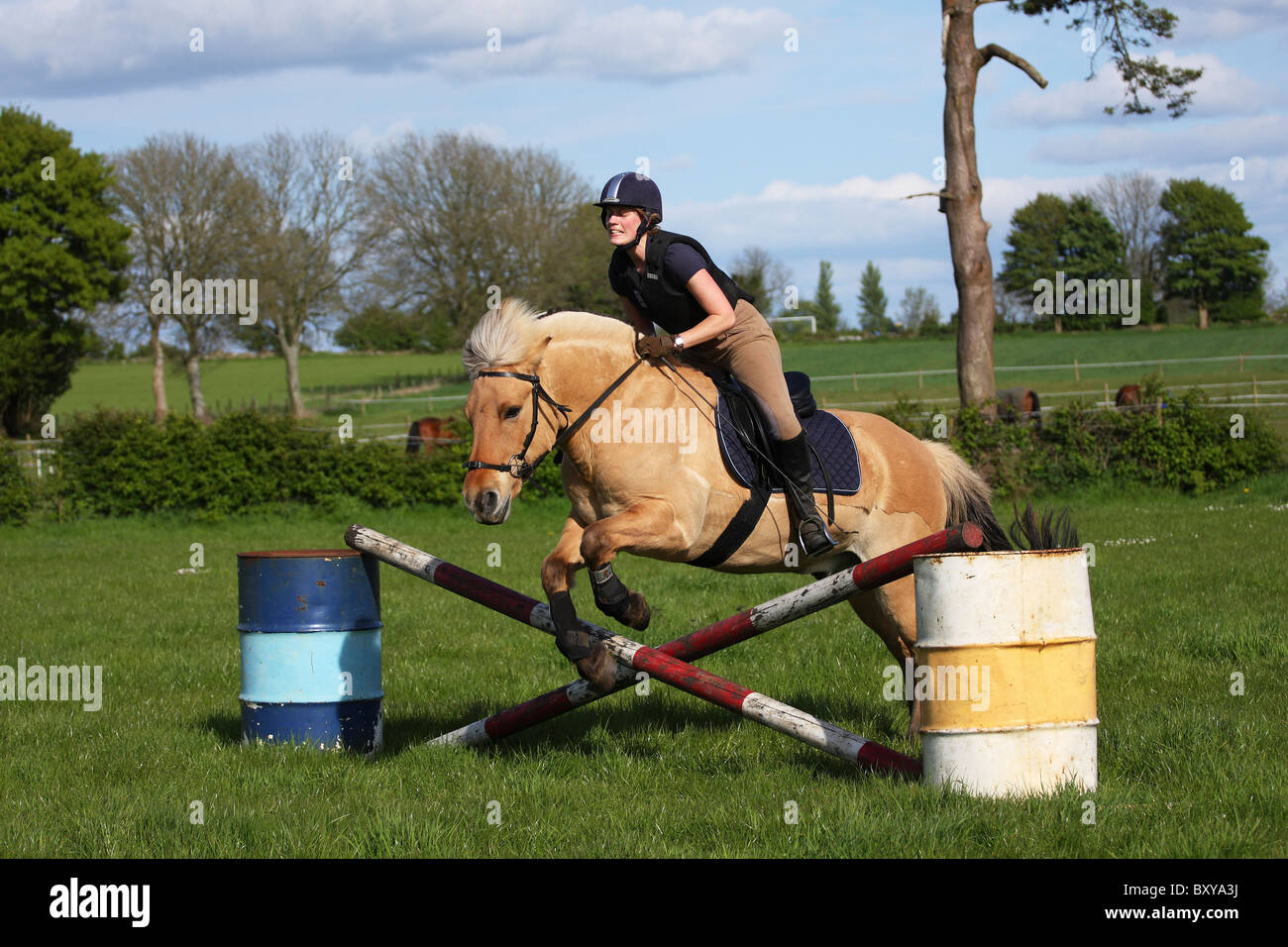 Cheval De Fjord Banque d'image et photos - Alamy