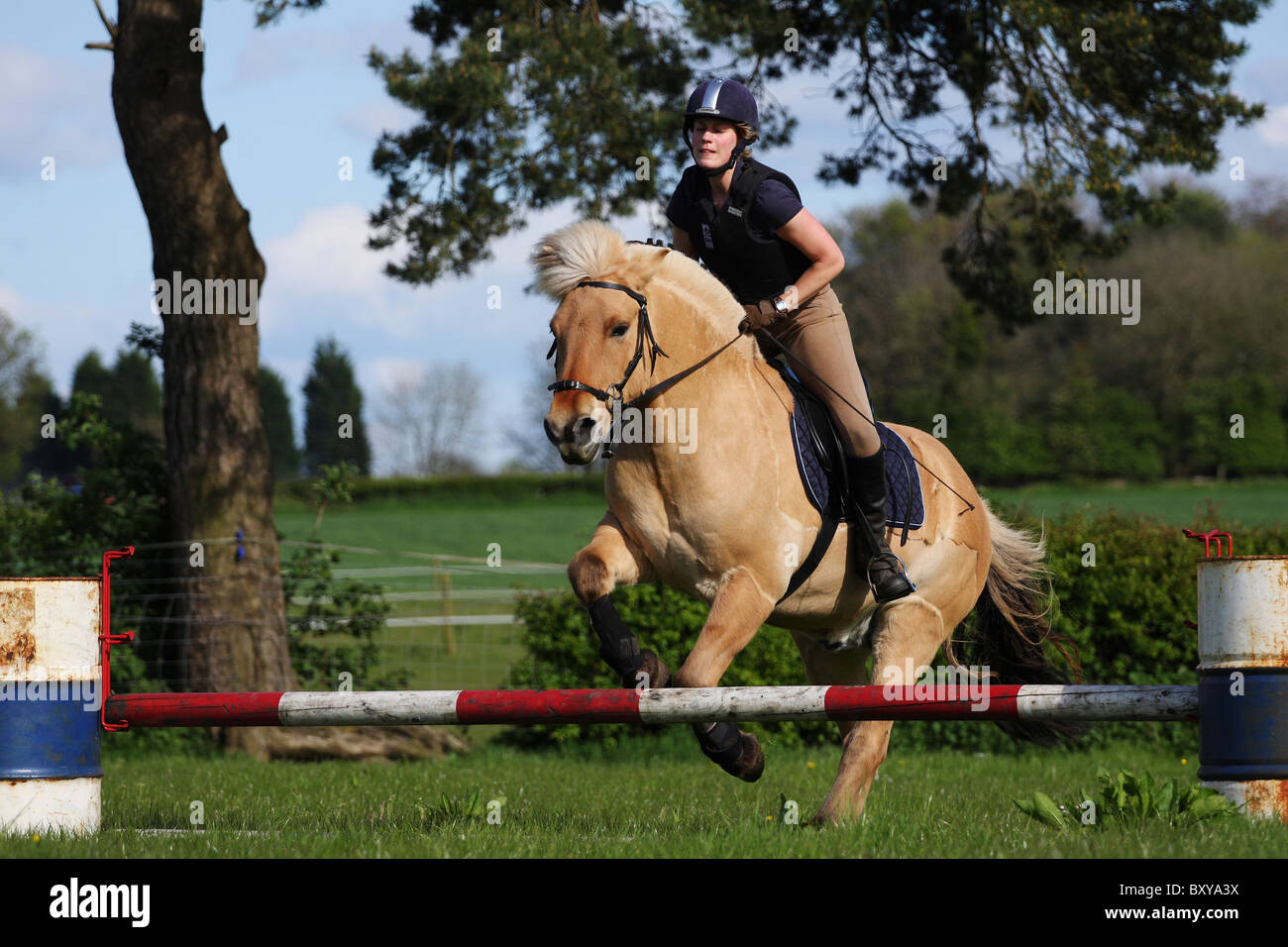 Cheval De Fjord Banque d'image et photos - Alamy