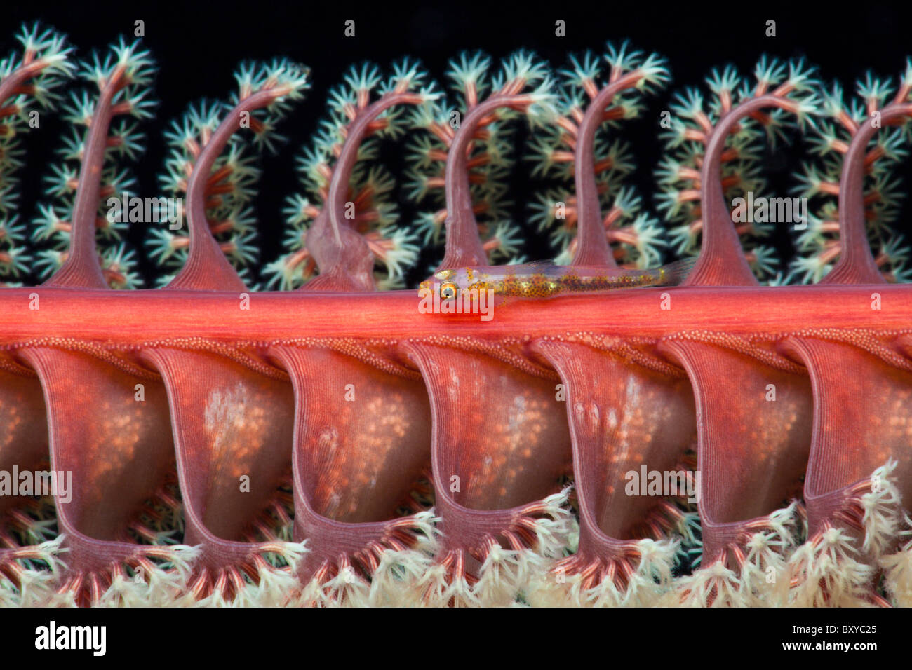 Stylos sous marins Banque de photographies et d’images à haute ...