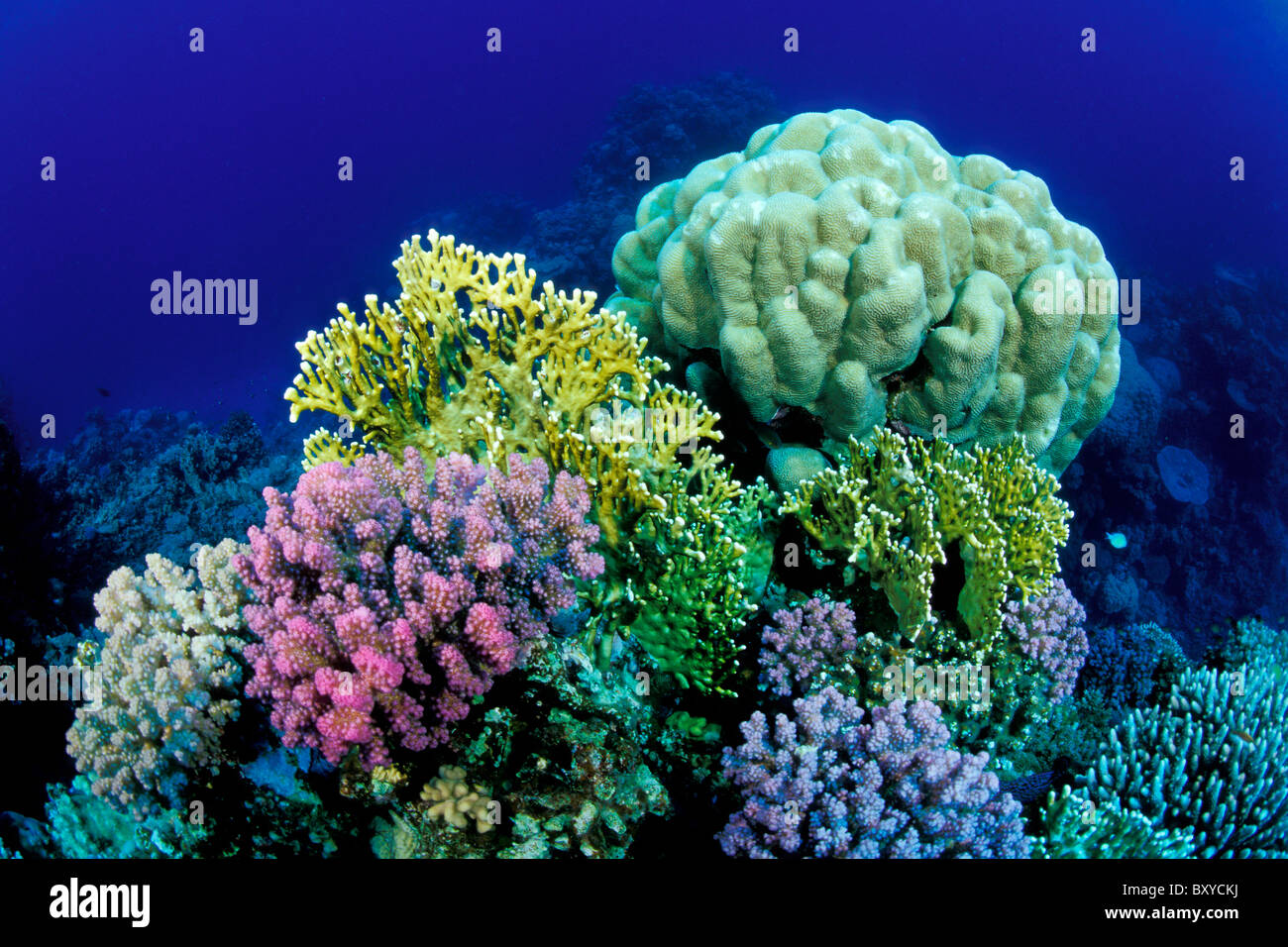 Les coraux en Mer Rouge, Marsa Alam, Red Sea, Egypt Photo Stock - Alamy
