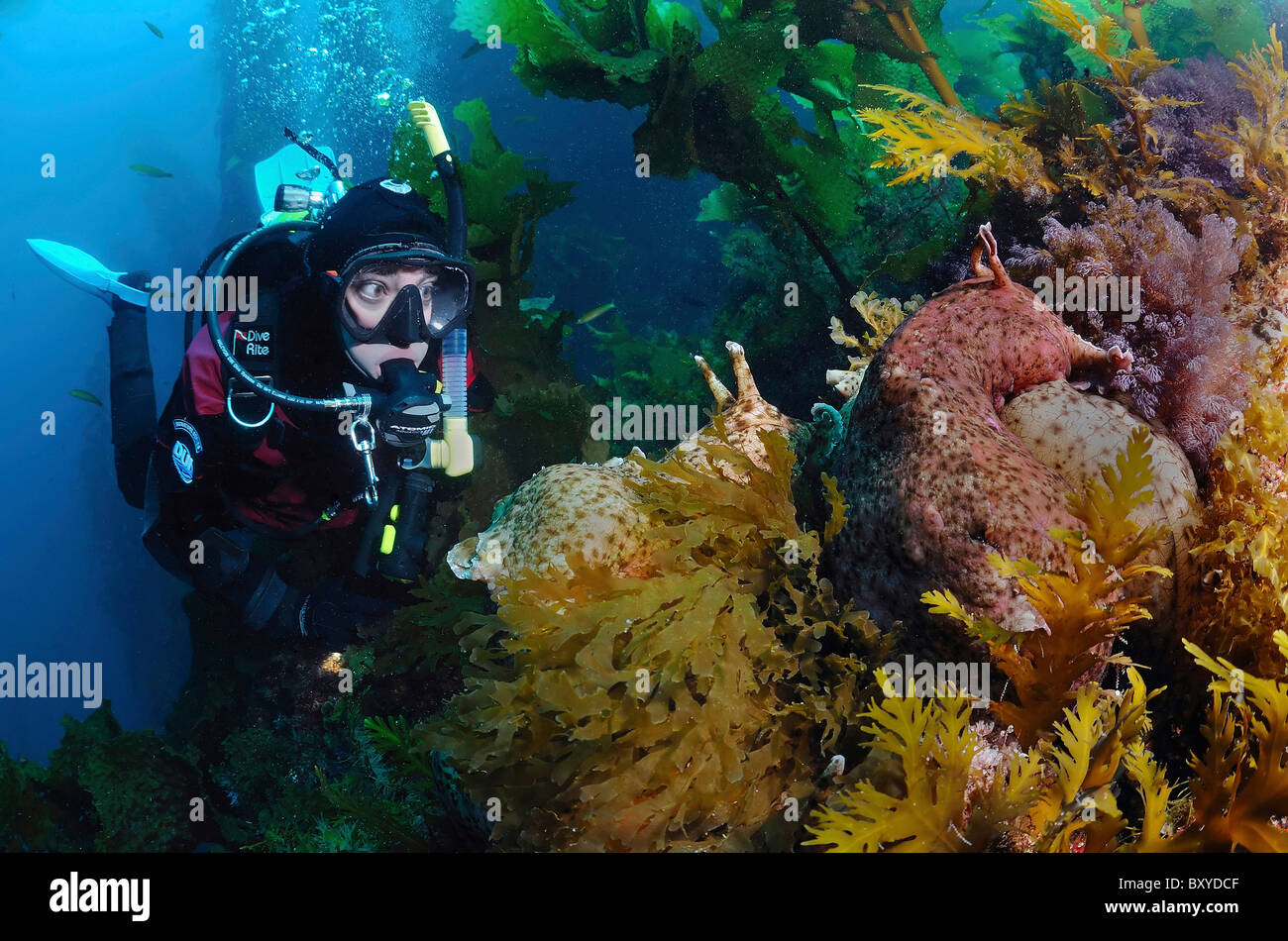 Lièvre de mer Banque de photographies et d’images à haute résolution ...