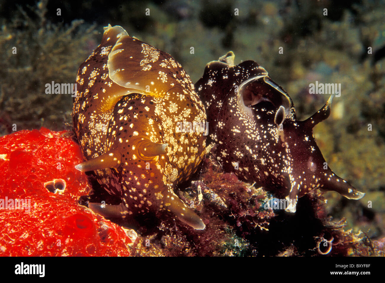 Lièvre de mer Banque de photographies et d’images à haute résolution ...