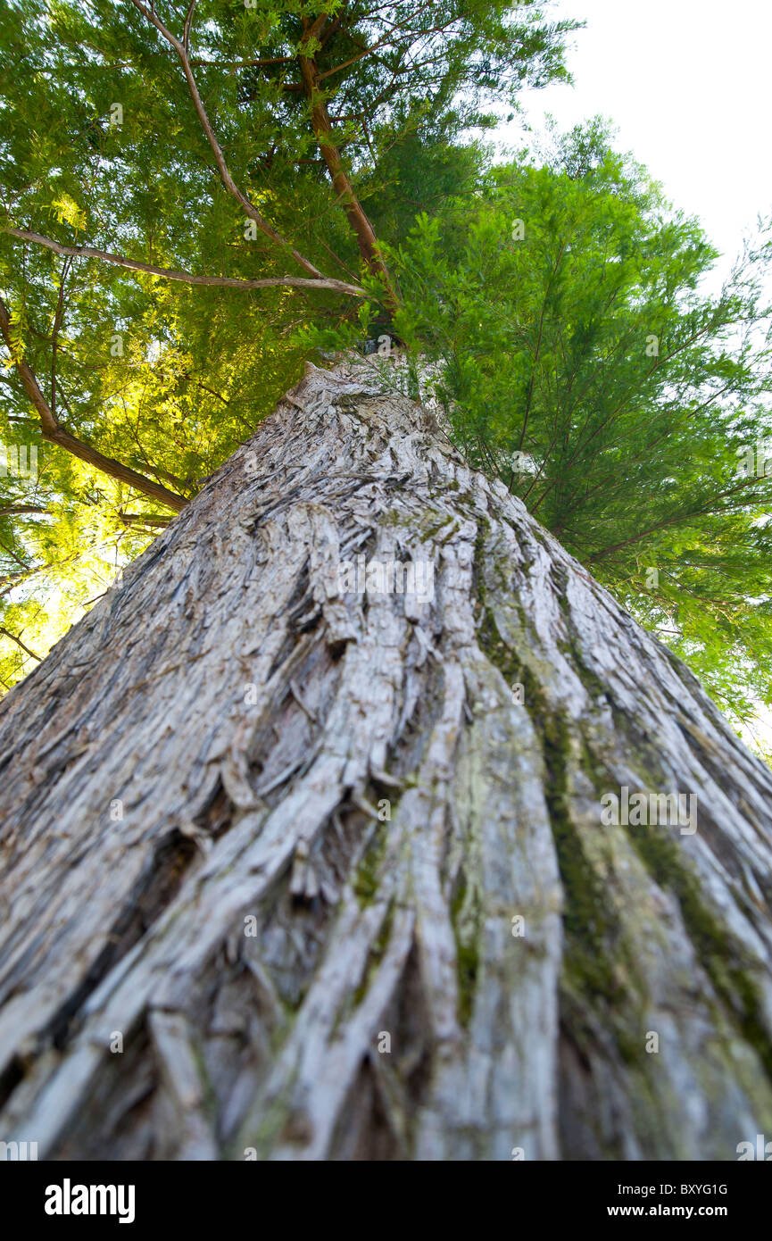 Taxodium distichum plant tree Banque de photographies et d’images à ...