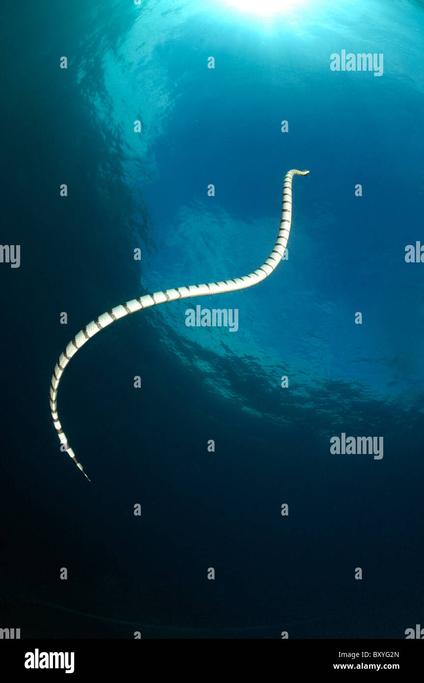 Serpents venimeux marins elapidae Banque de photographies et d’images à ...