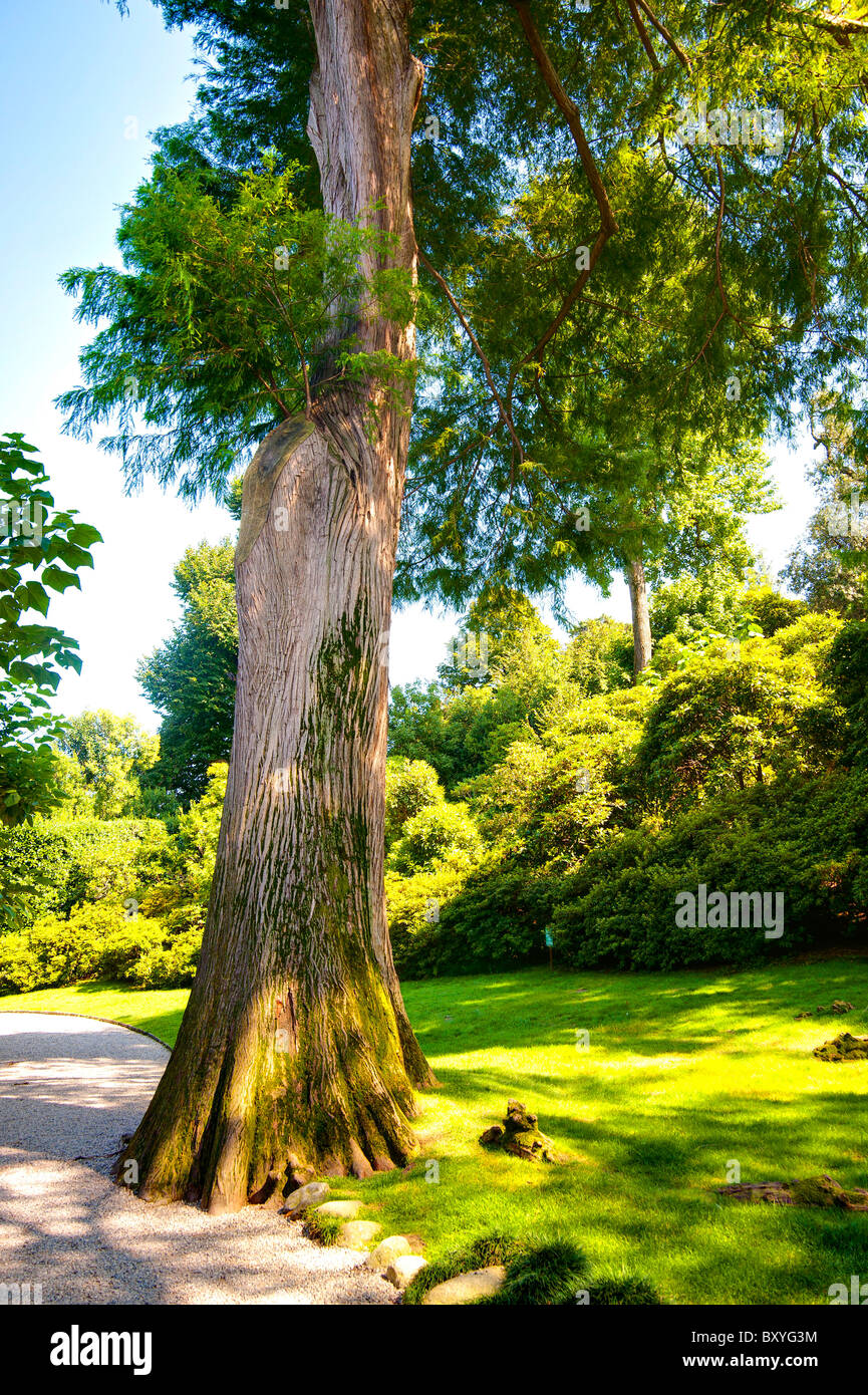 Taxodium tree Banque de photographies et d’images à haute résolution ...