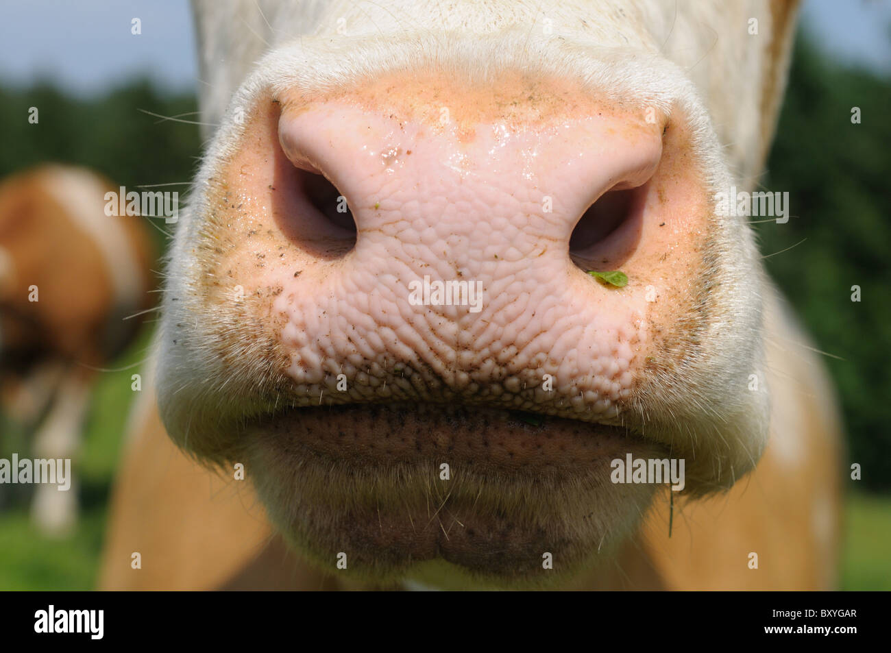 Cow mouth Banque de photographies et d’images à haute résolution - Alamy