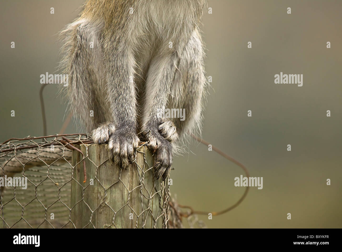 Pieds de singe Banque de photographies et d’images à haute résolution ...