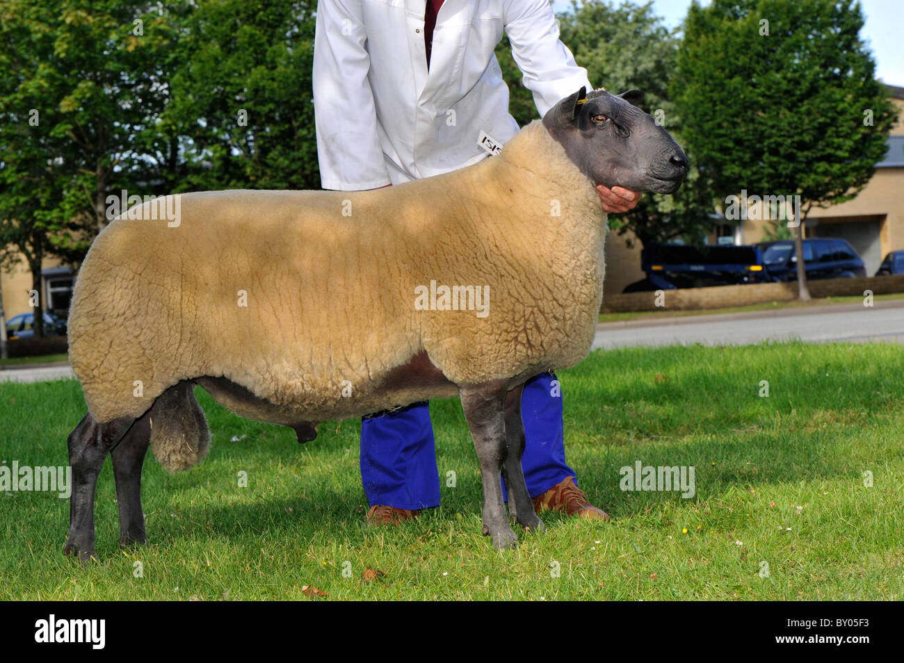 Race de mouton français Banque de photographies et d’images à haute ...