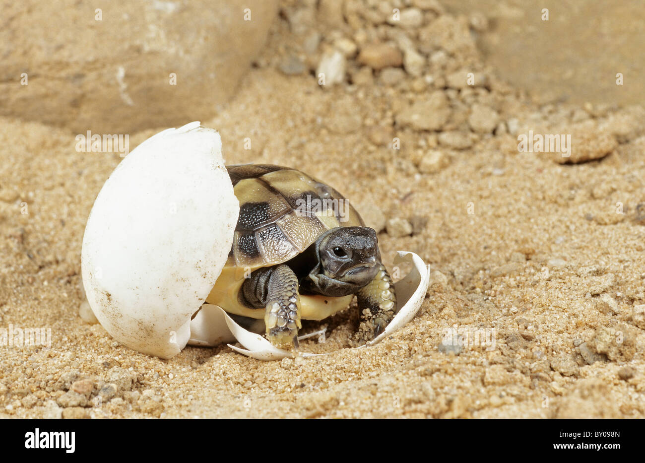 Oeufs De Tortues Hermann