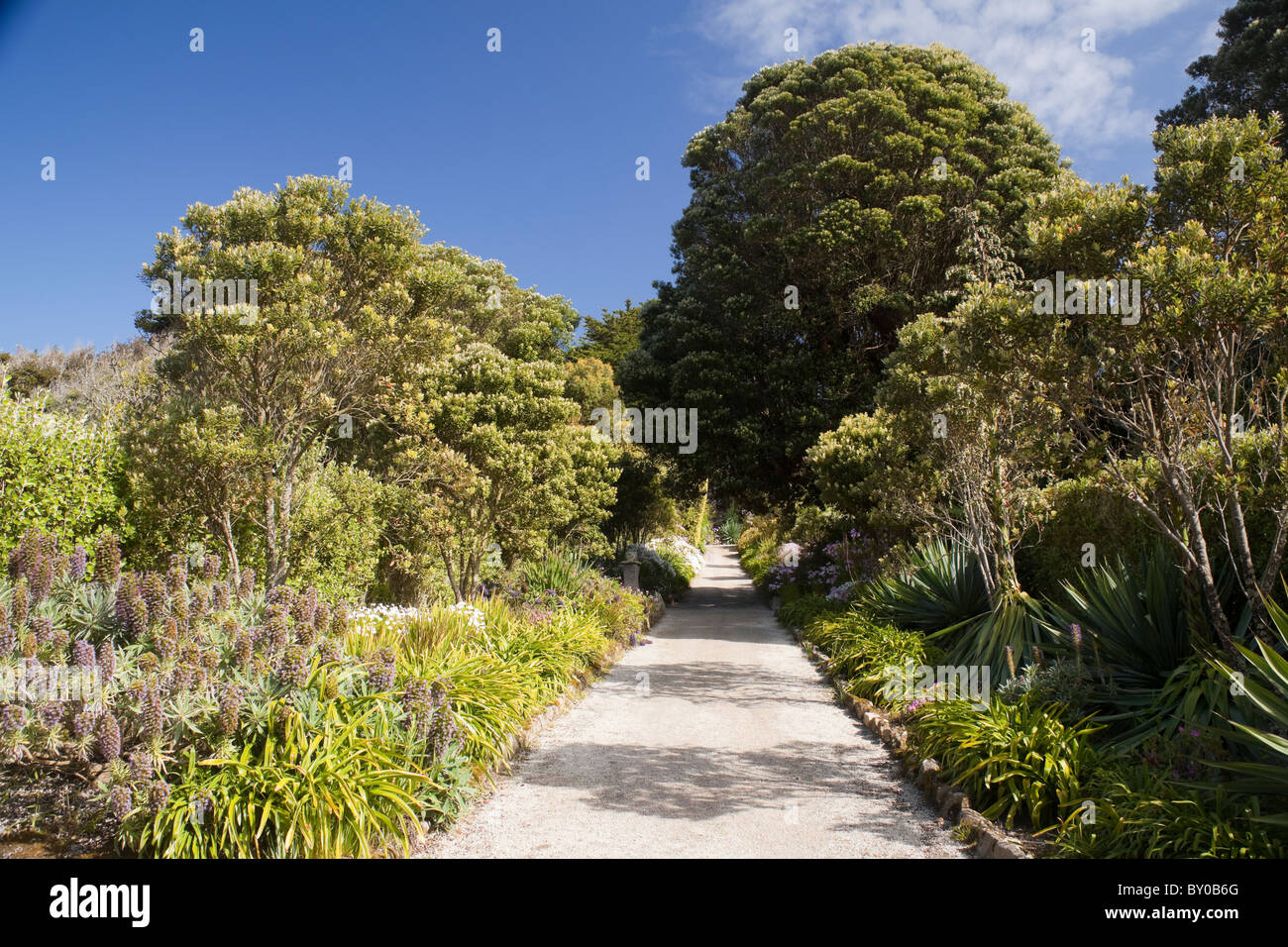 Un chemin ensoleillé grâce à l'Ile de Tresco Abbey Gardens sur les îles ...