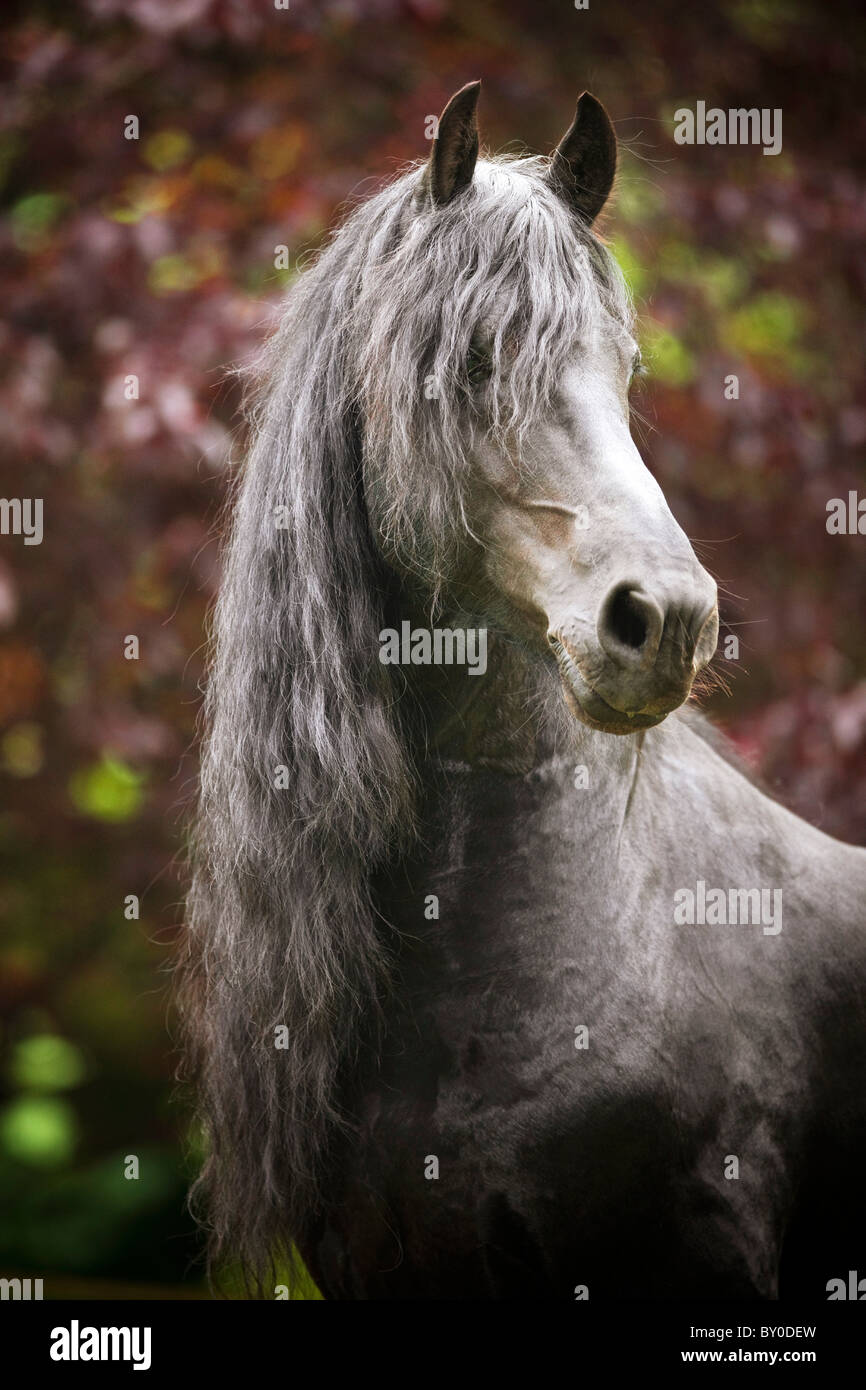 Cheval frison - portrait Photo Stock - Alamy