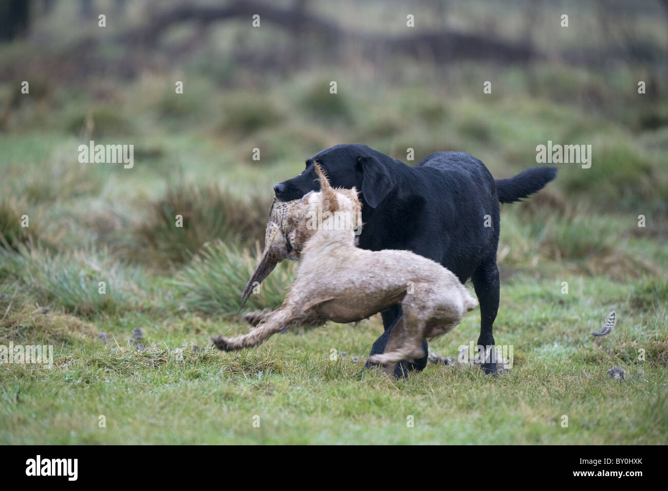 Cockapoo jouant avec black labrador retriever Banque de photographies ...