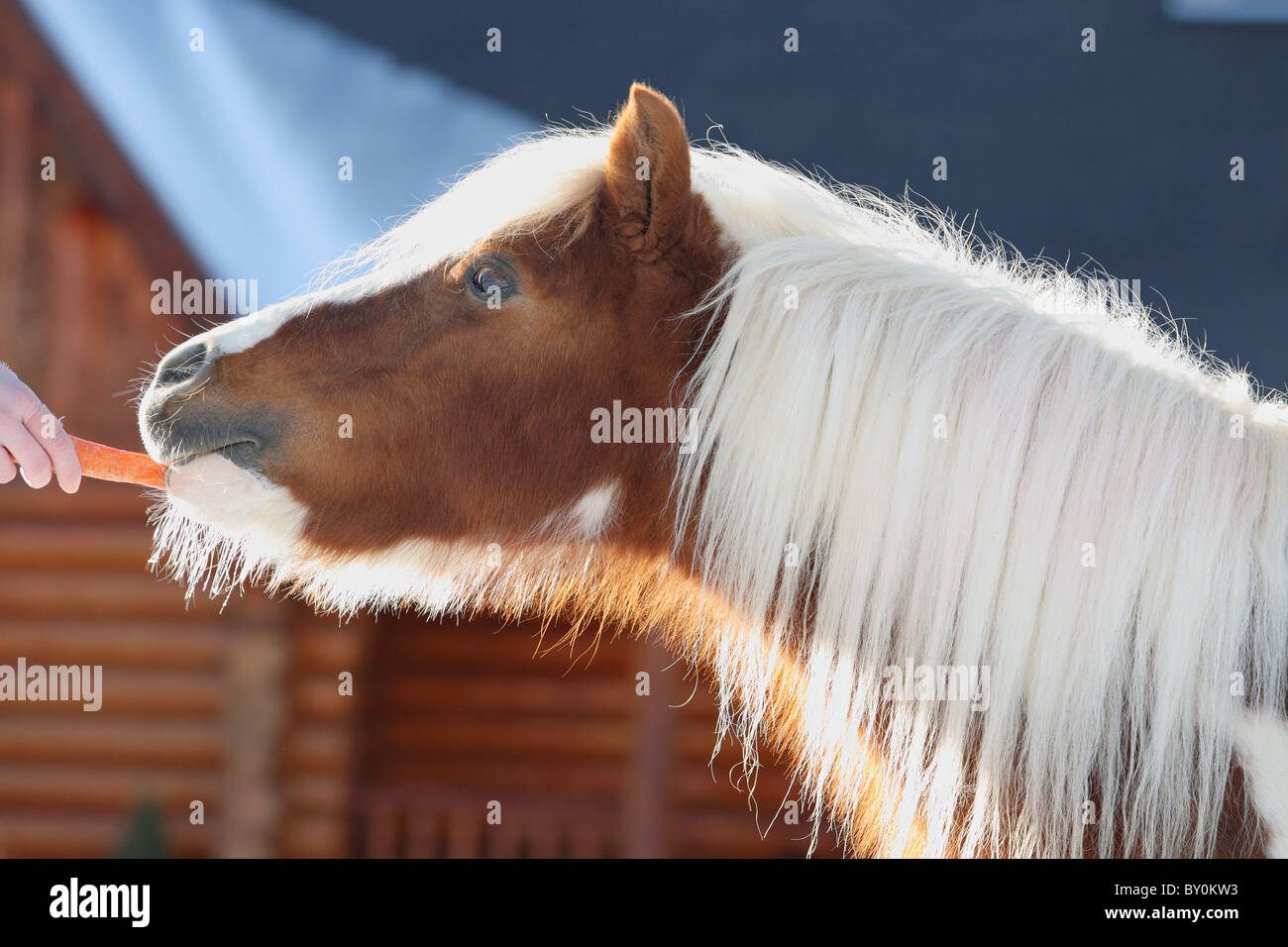Cheval miniature Banque de photographies et d’images à haute résolution ...