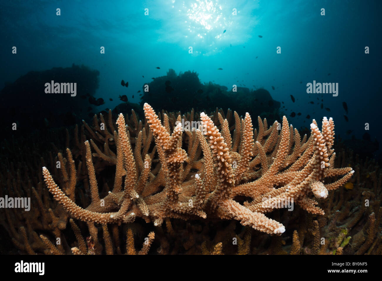 Acropora Robusta Banque d'image et photos - Alamy