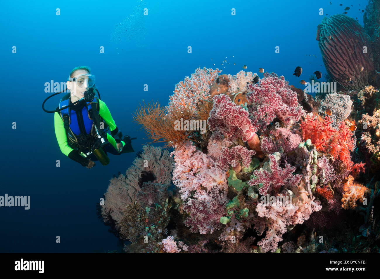 Vacances plonge submarine Banque de photographies et d’images à haute ...