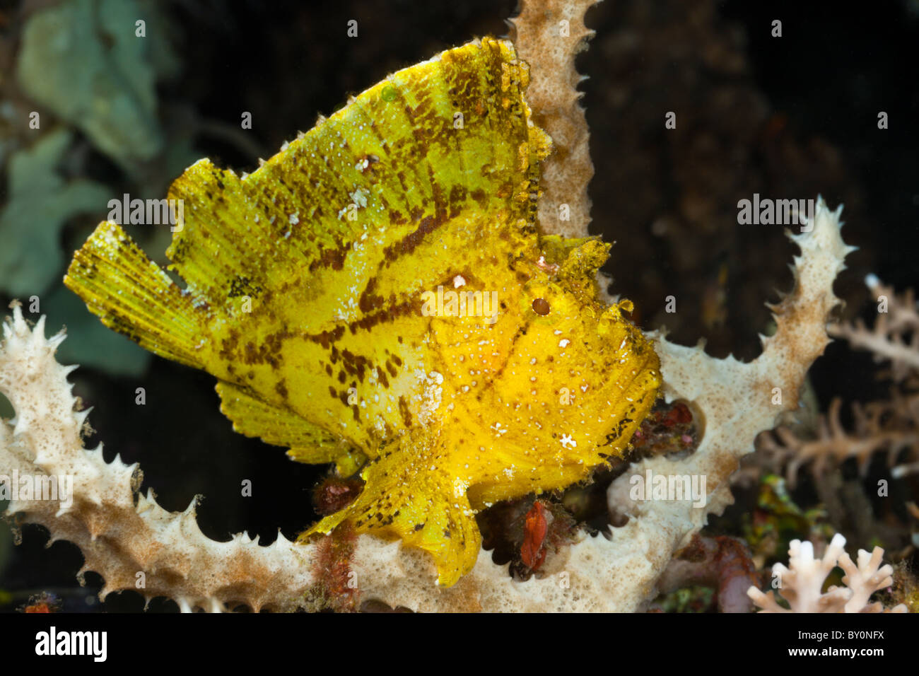 Poisson feuille Banque de photographies et d’images à haute résolution ...