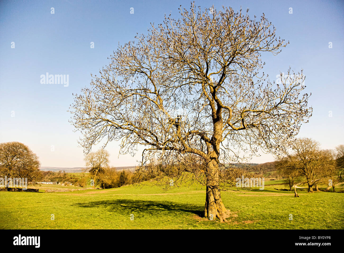 Arbre de fraxinus excelsior Banque de photographies et d’images à haute résolution - Alamy