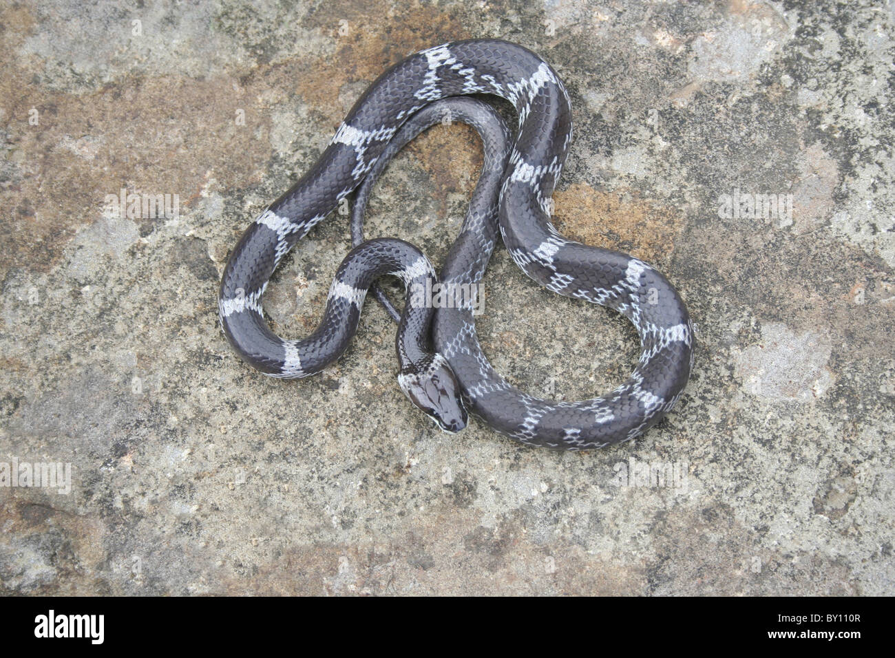 Serpent loup barré Banque de photographies et d’images à haute ...