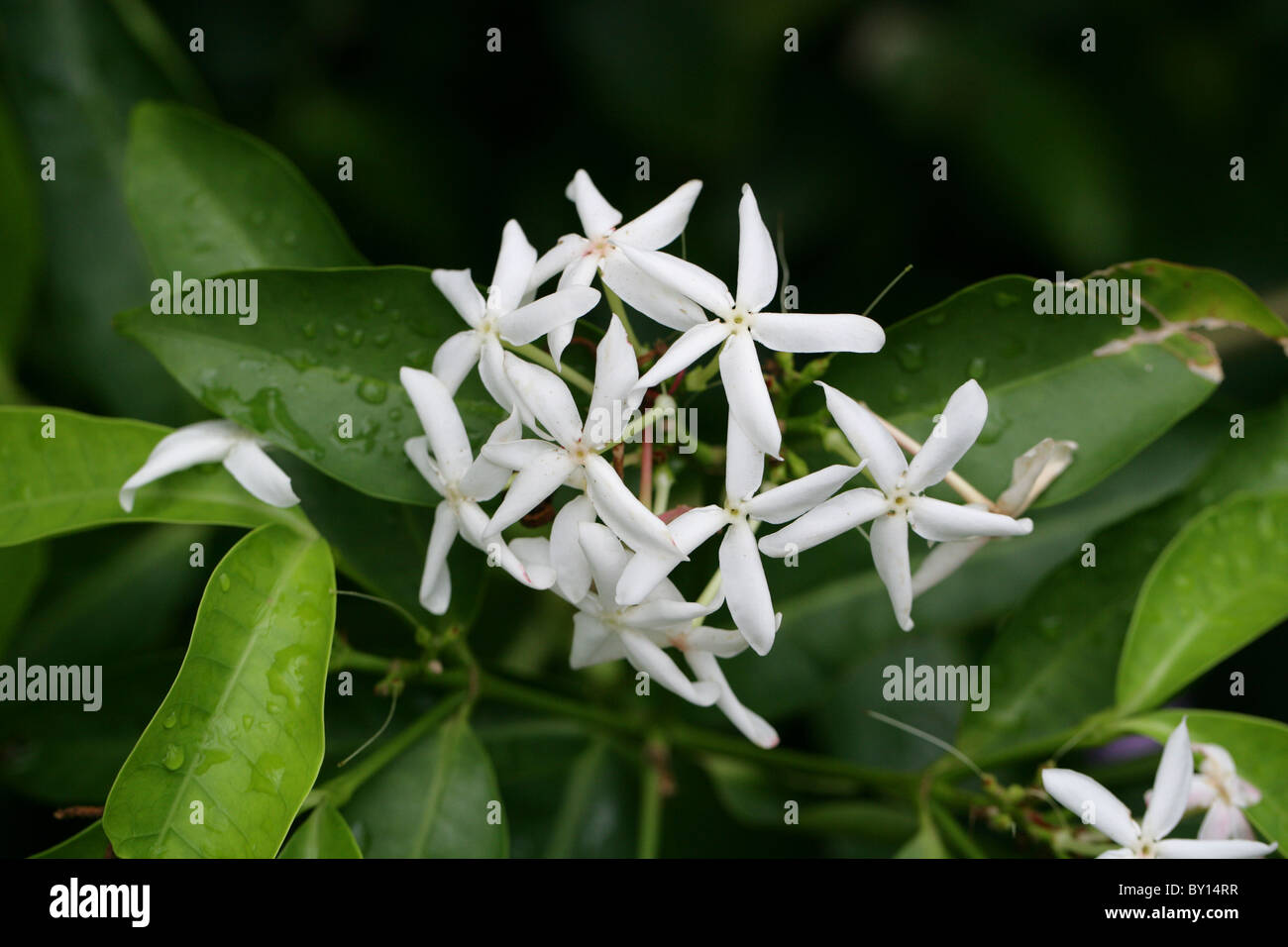 Plant apocynaceae flowers Banque de photographies et d’images à haute ...