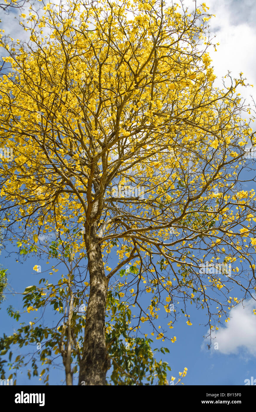 Poui arbre trinidad Banque de photographies et d’images à haute ...
