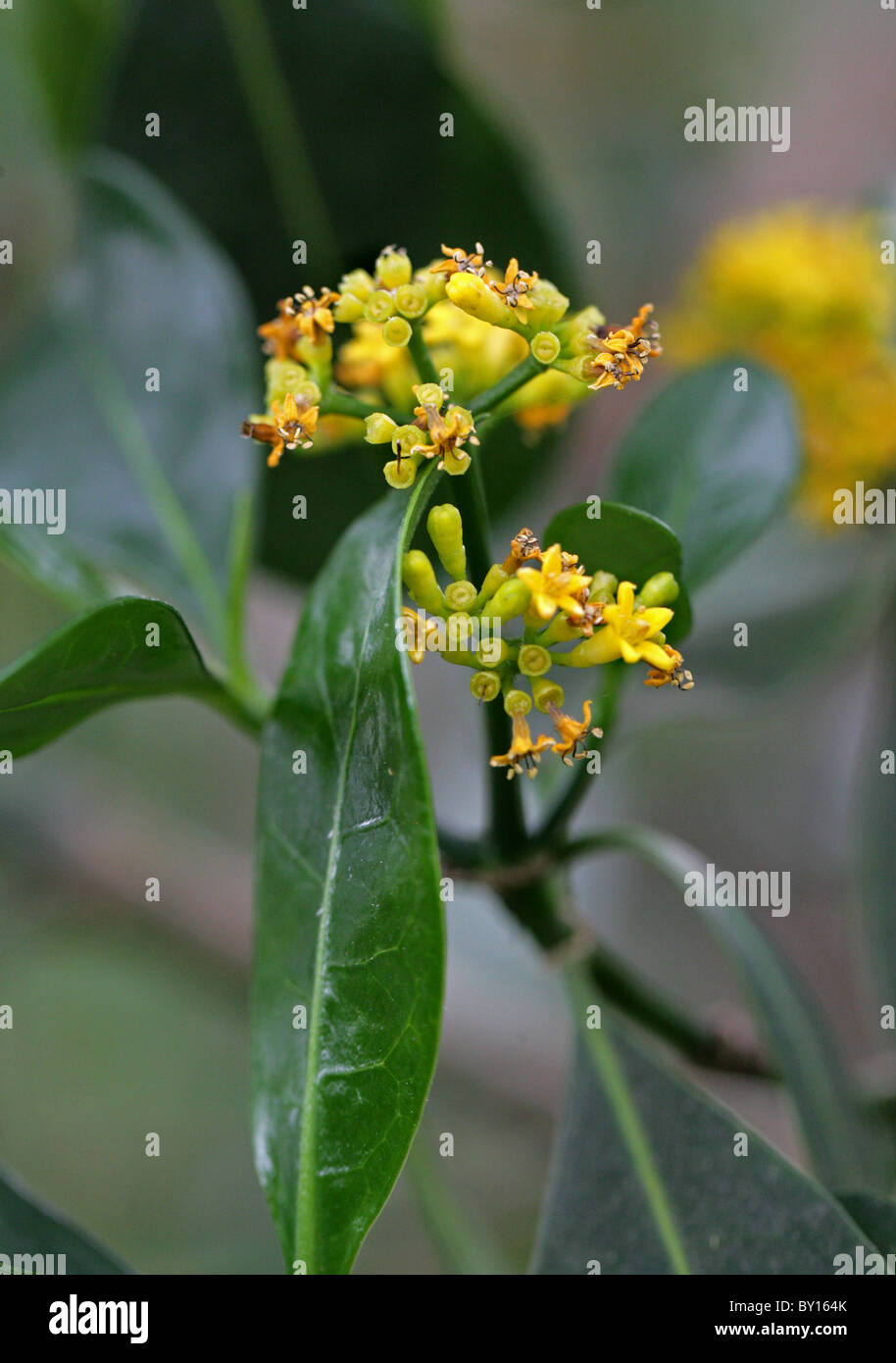 Feuilles de citronnier Banque de photographies et d’images à haute ...