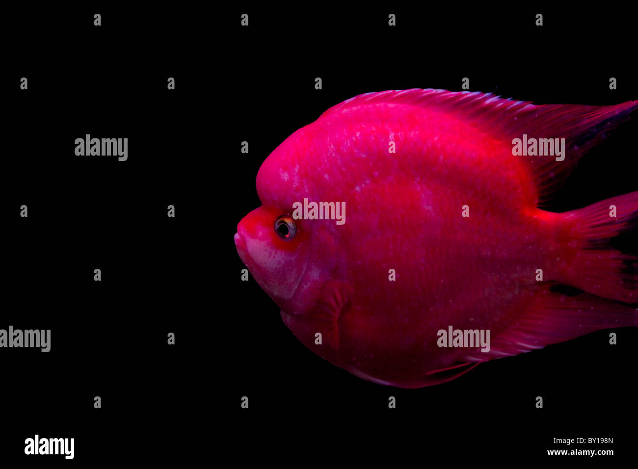 Un aquarium Banque de photographies et d’images à haute résolution - Alamy