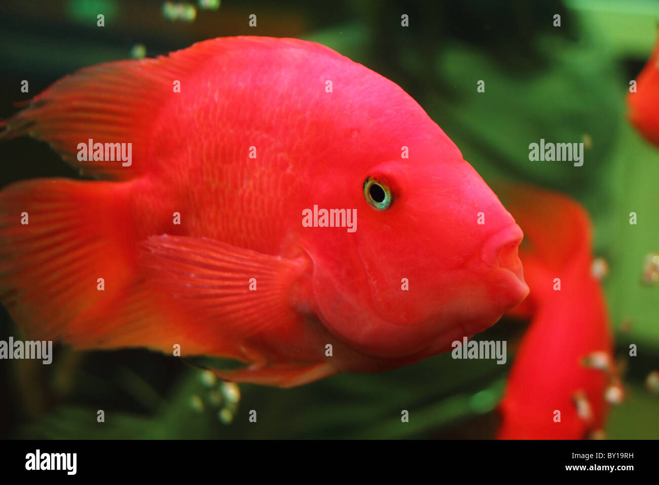 Poissons aquatiques Banque de photographies et d’images à haute ...