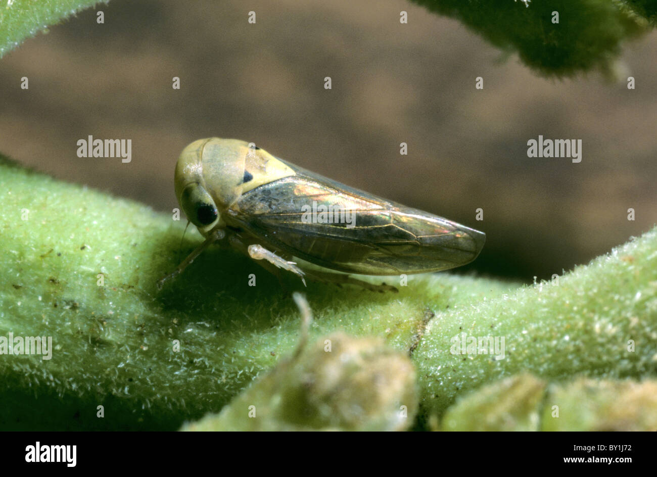 Cicadelle de mangue (Idioscopus nitidulus) adulte à la mangue ...