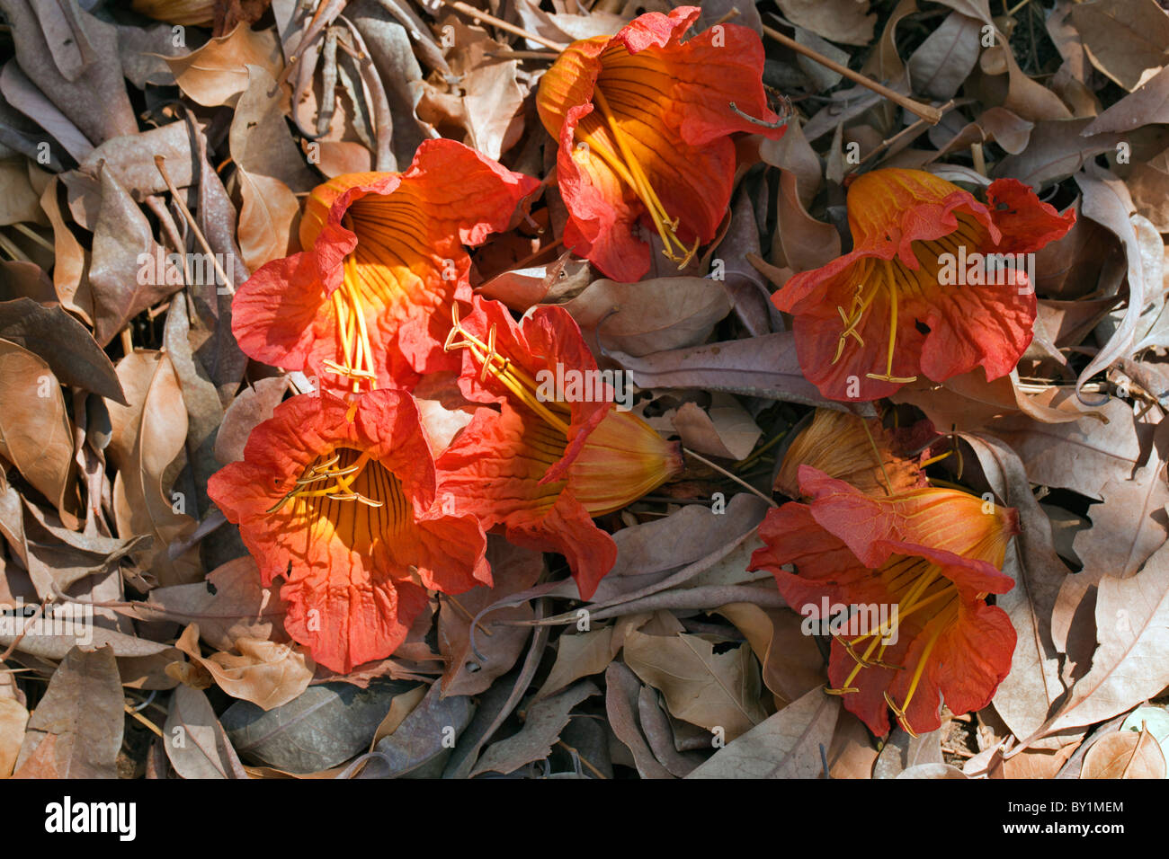 Flamme arbre fleurs Banque de photographies et d’images à haute ...