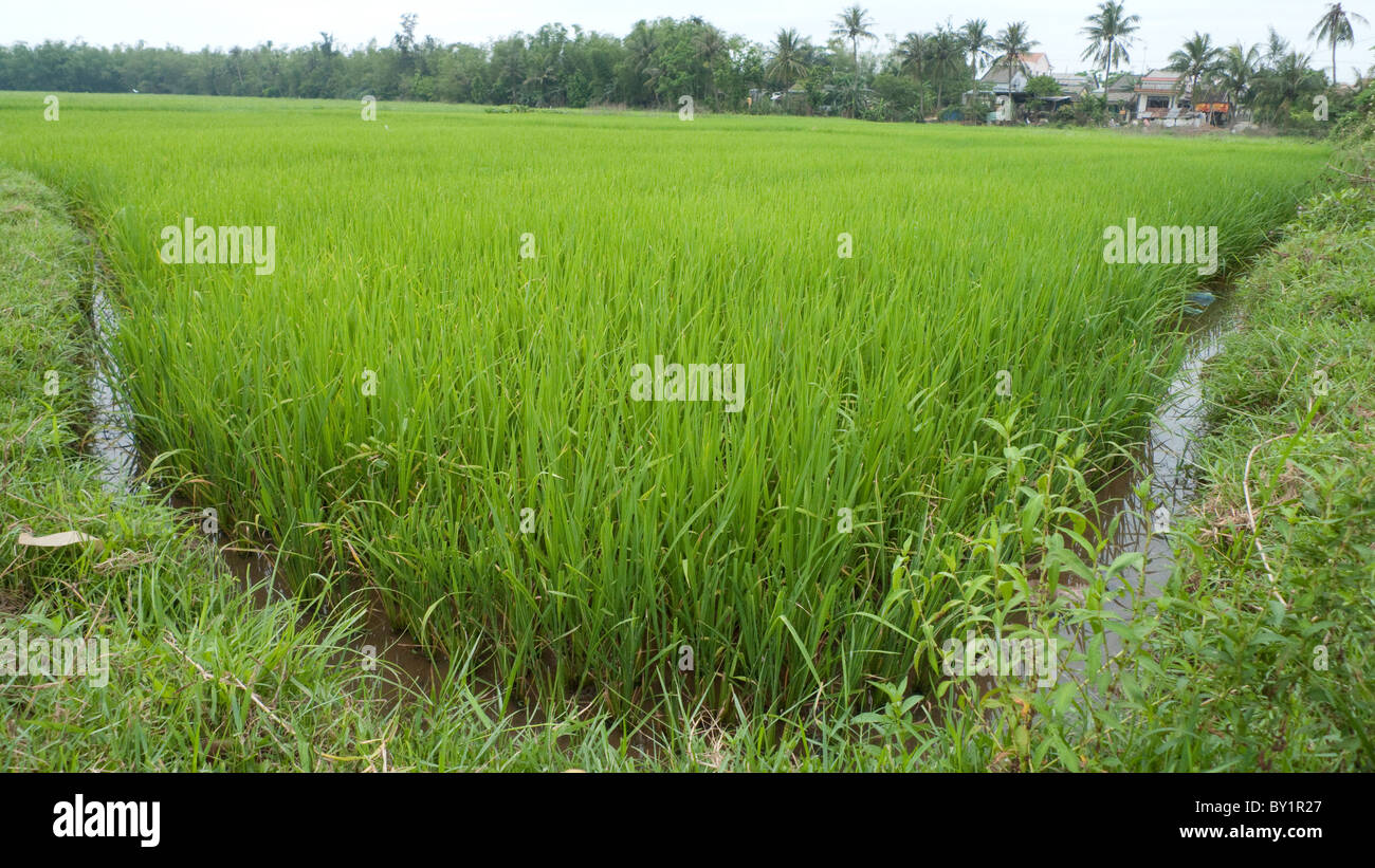 Vietnam irrigation Banque de photographies et d’images à haute ...