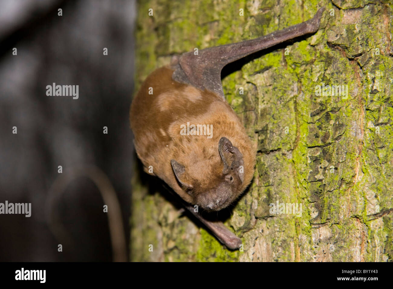 Common noctule nyctalus noctula Banque de photographies et d’images à ...