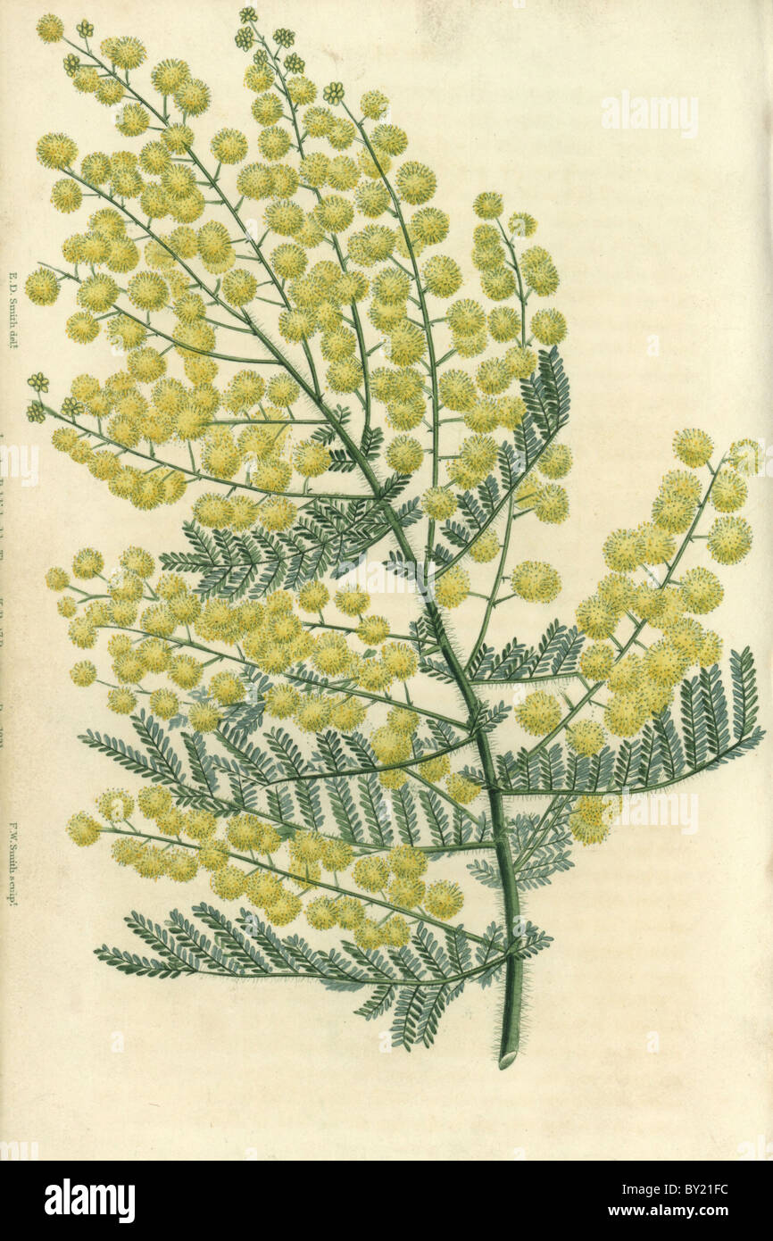 Acacia pubescens Banque de photographies et d’images à haute résolution ...