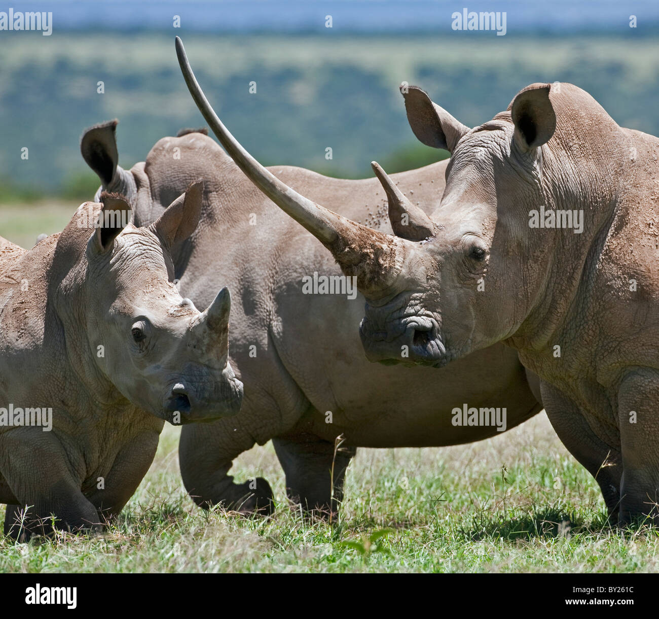 Une famille de rhinocéros blancs, la femelle avec une corne. Mweiga ...