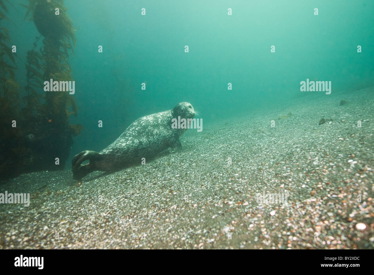 Phoque commun Banque de photographies et d’images à haute résolution ...