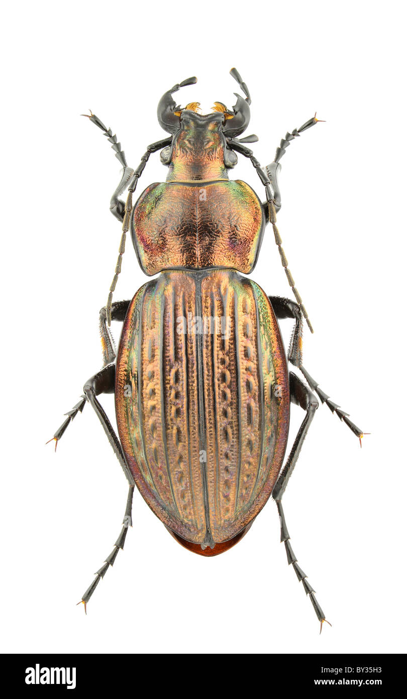 Carabus ullrichii Banque de photographies et d’images à haute ...