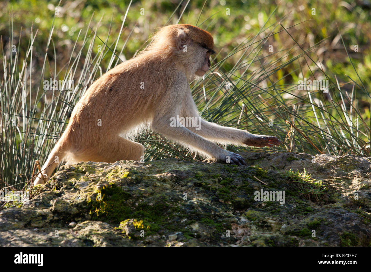 Patas singe erythrocebus patas Banque de photographies et d’images à ...